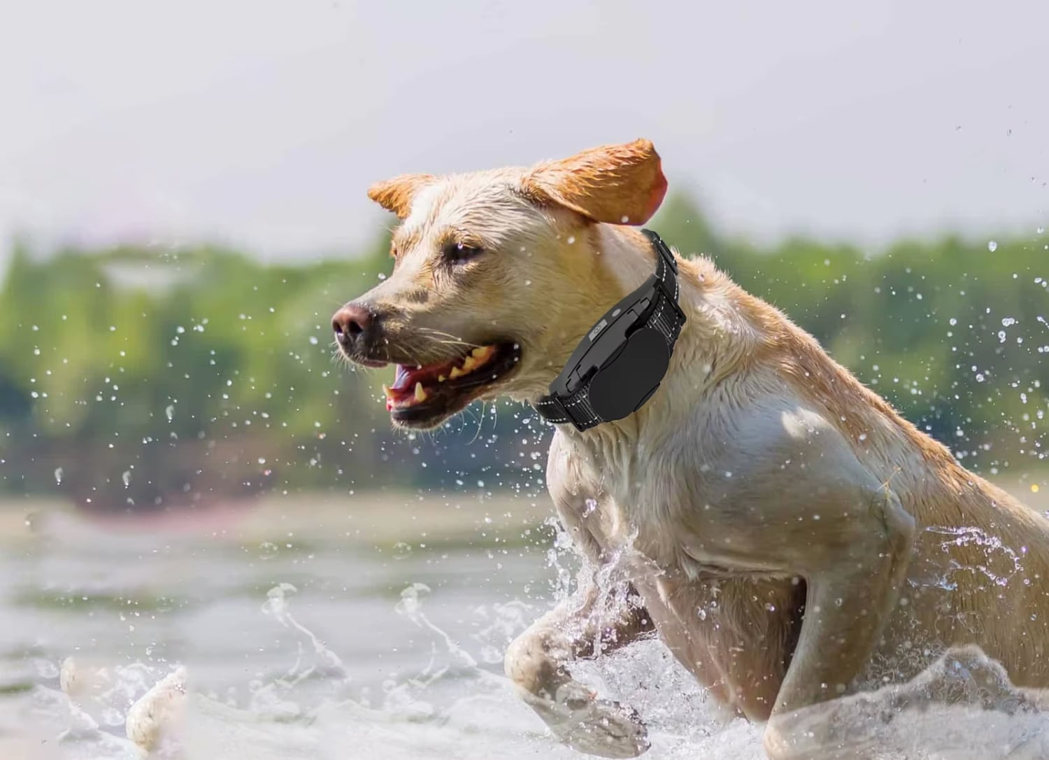 Top 5 Strong Shock Collars For Large Dogs: Ultimate Training Guide 2024 ...
