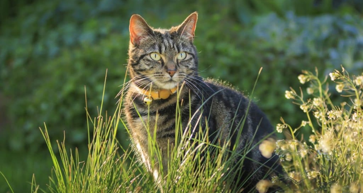 Best 5 Cat Collar Cameras of 2025: Capture Your Feline's Adventures in HD